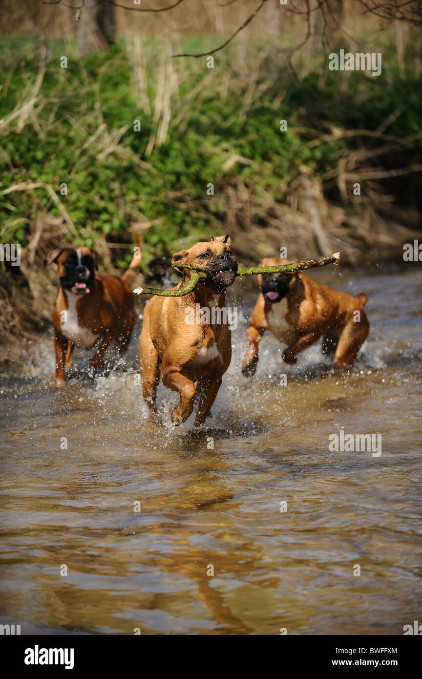 playing German Boxer Stock Photo - Alamy