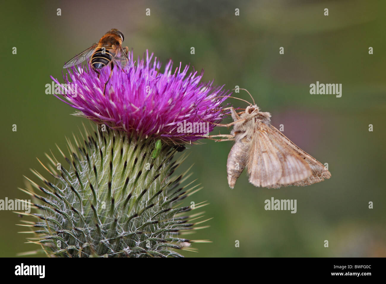 UK Moth Mother of pearl ( Pleuroptya ruralis )on Thistle Stock Photo ...