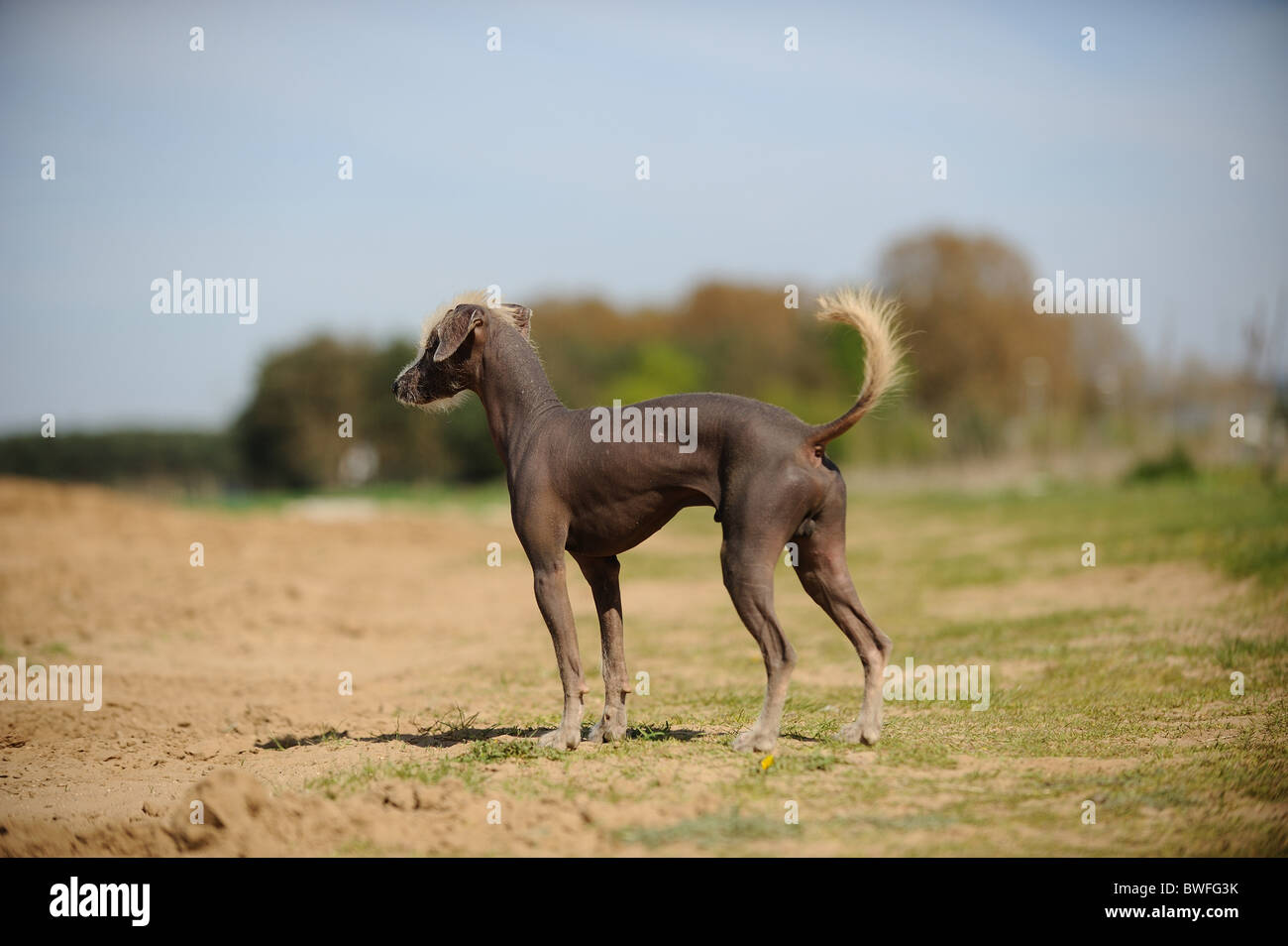 Peruvian Inca Orchid Stock Photo - Alamy