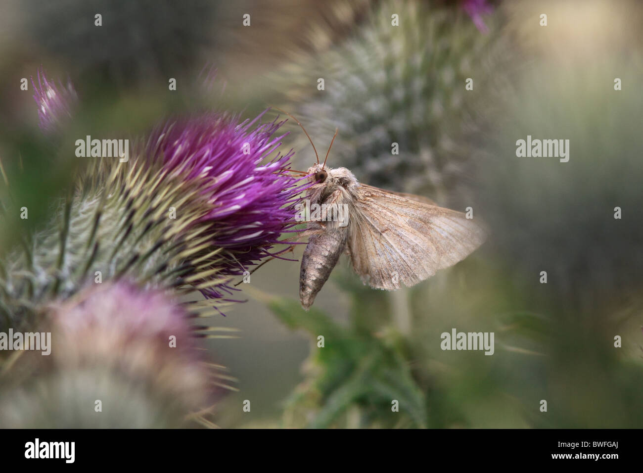 UK Moth Mother of pearl ( Pleuroptya ruralis )on Thistle Stock Photo ...