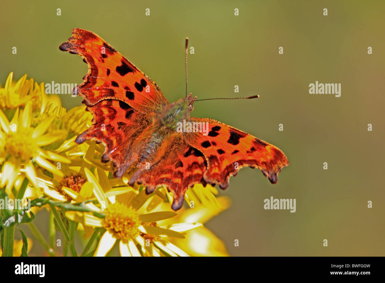 UK Butterfly Comma (Polygonia c-album ) on wild flower Common Ragwort ...