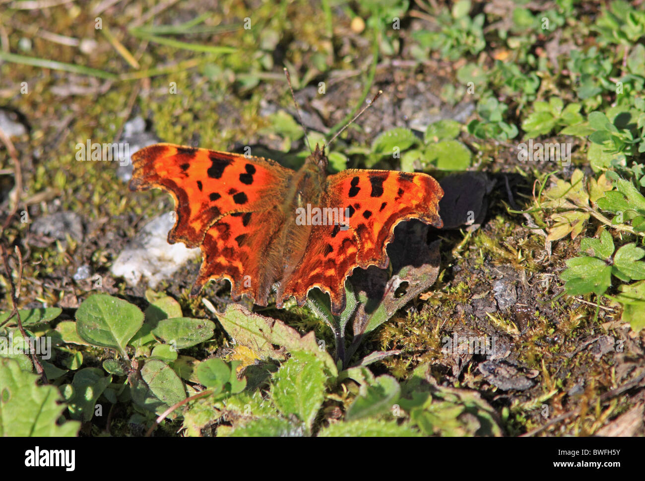Comma butterfly flying hi-res stock photography and images - Alamy