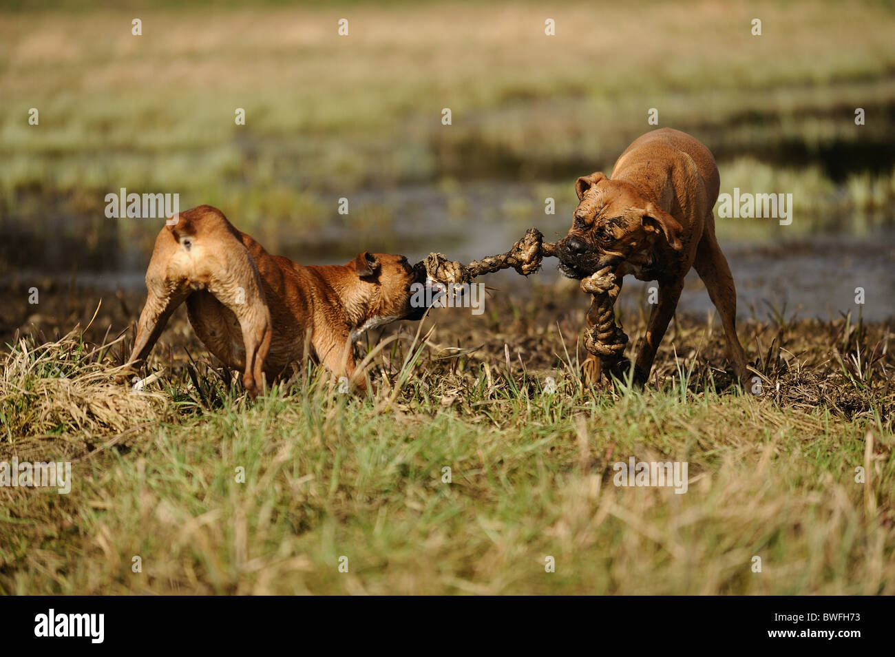 playing German Boxer Stock Photo - Alamy