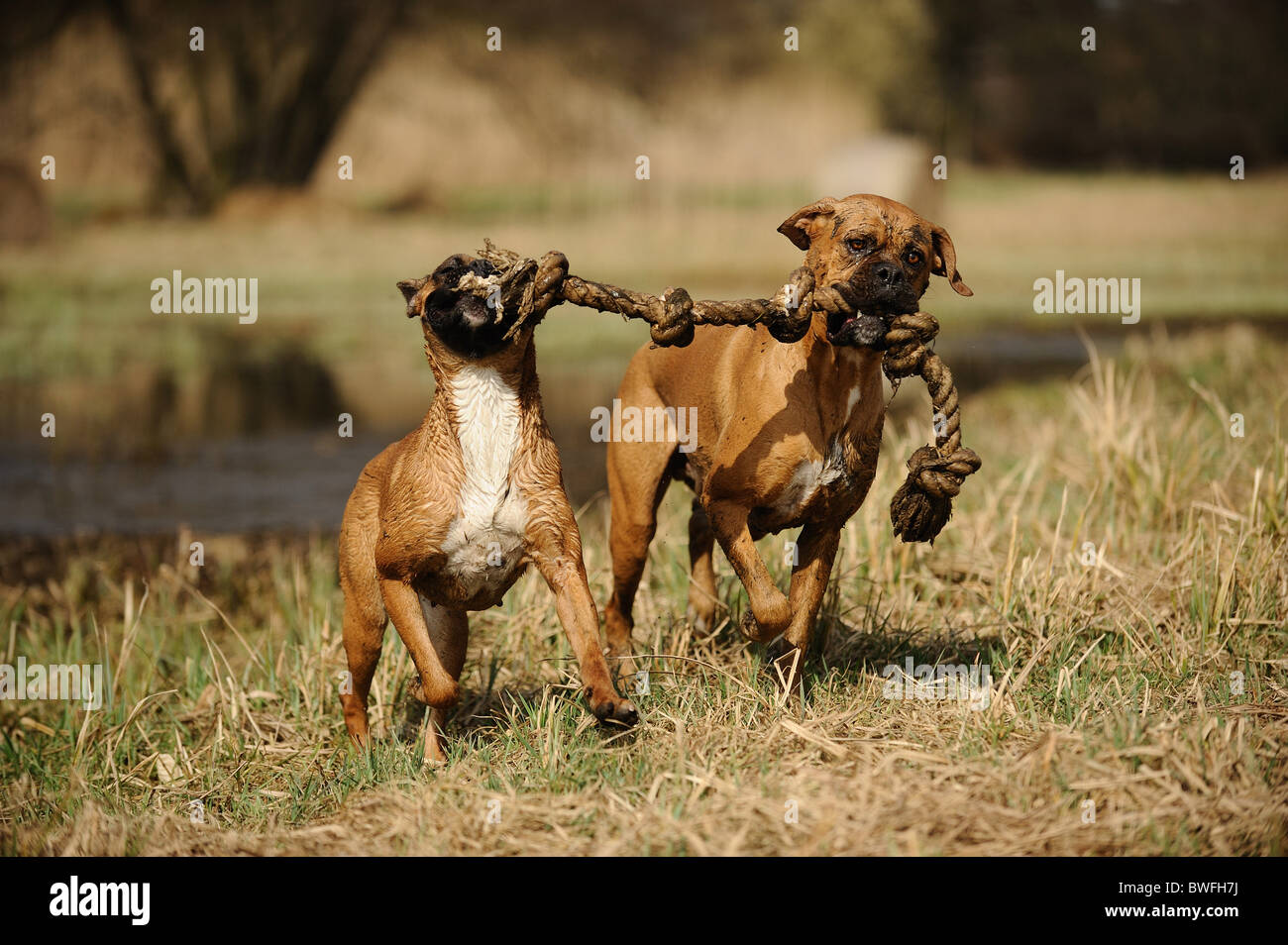 playing German Boxer Stock Photo - Alamy