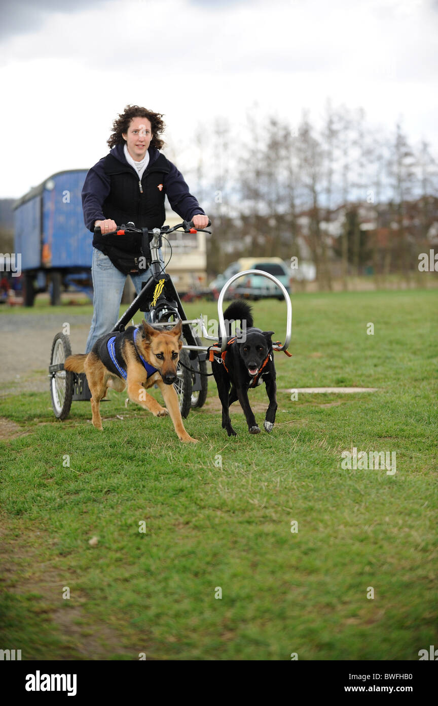 Dog trike hi-res stock photography and images - Alamy