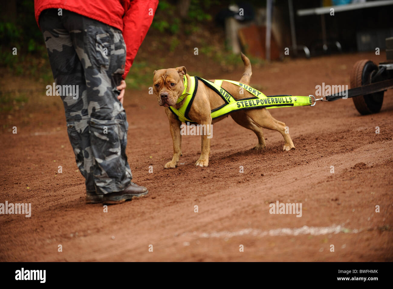 Weight pulling harness hi-res stock photography and images - Alamy