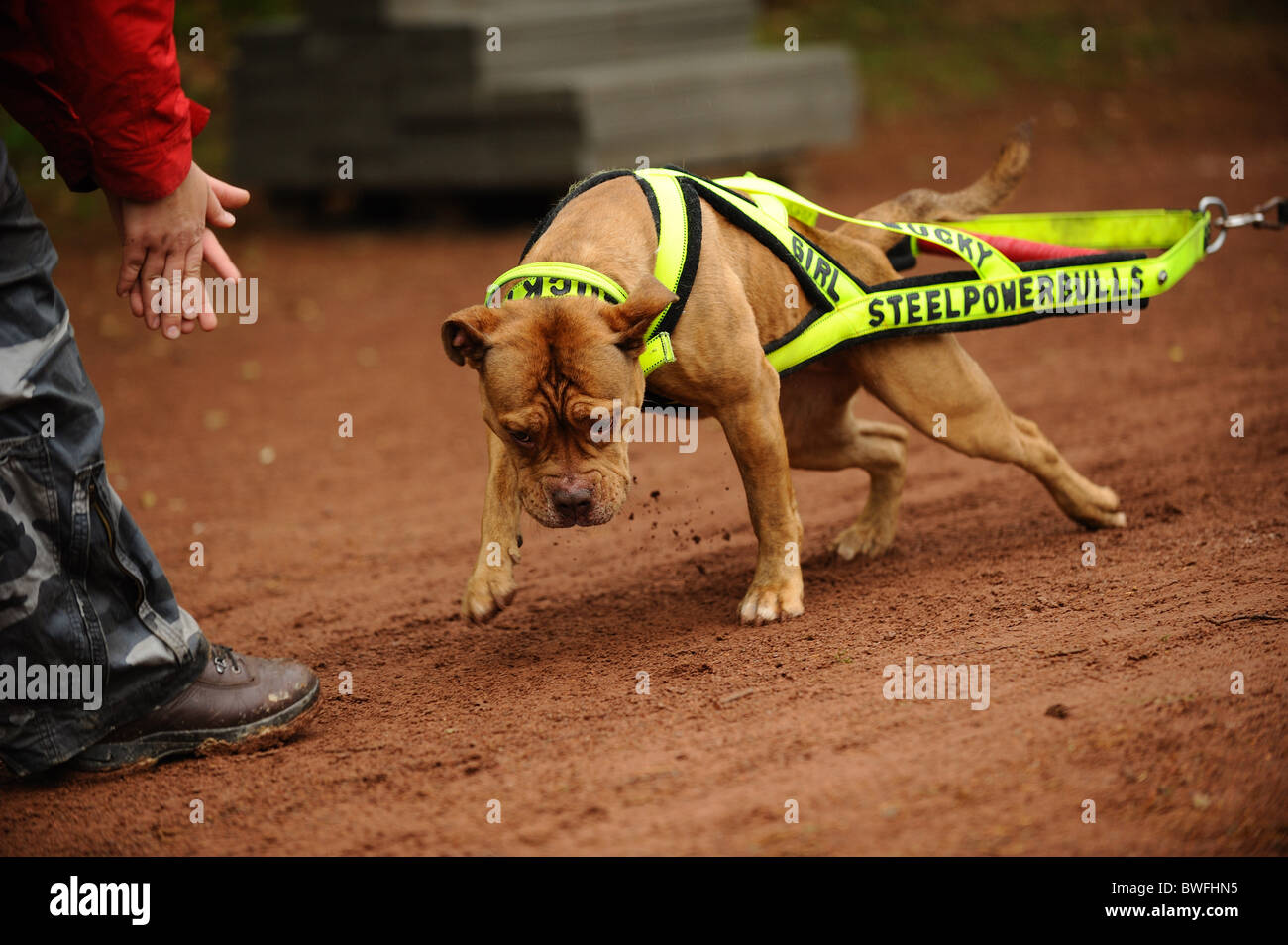 Weight pulling harness hi-res stock photography and images - Alamy