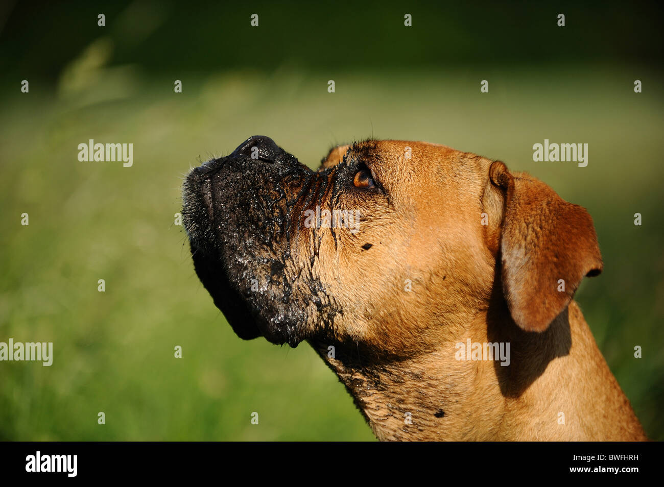 German Boxer Portrait Stock Photo - Alamy