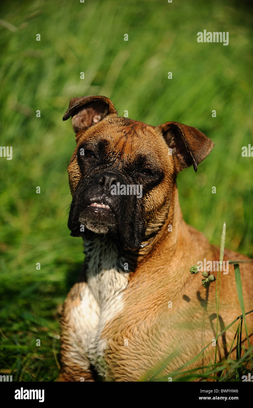 German Boxer Portrait Stock Photo - Alamy