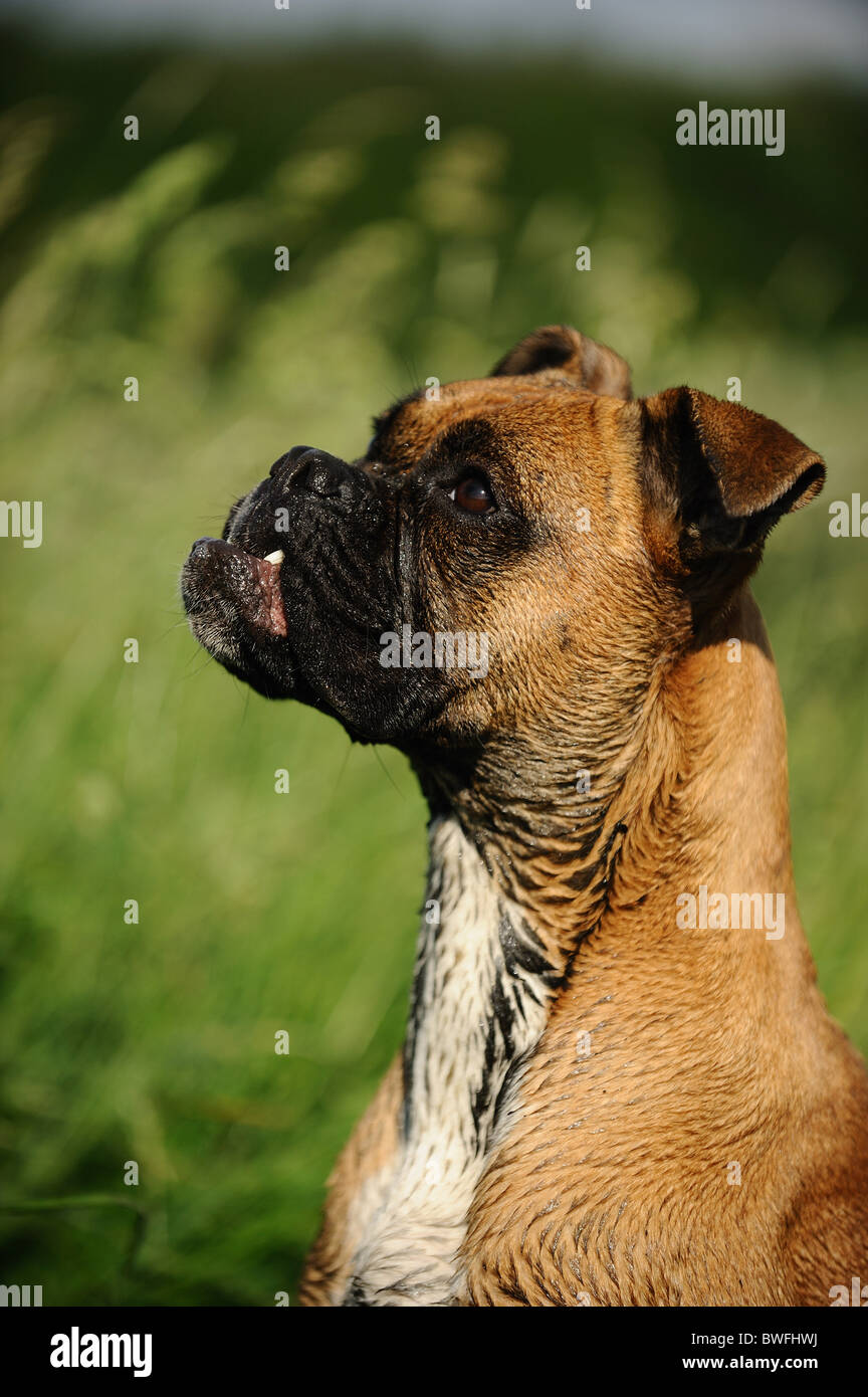 German Boxer Portrait Stock Photo - Alamy