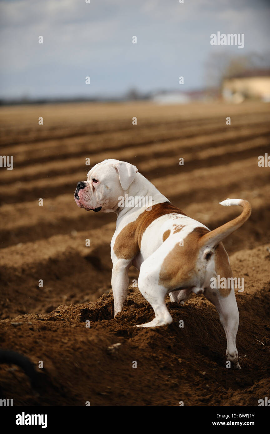 Bull dog back view hi-res stock photography and images - Alamy