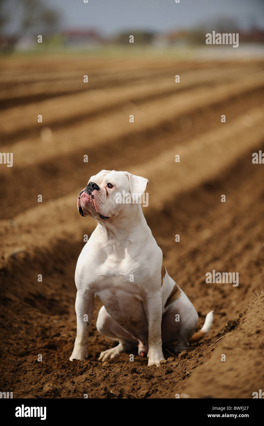 Bulldog fall hi-res stock photography and images - Alamy