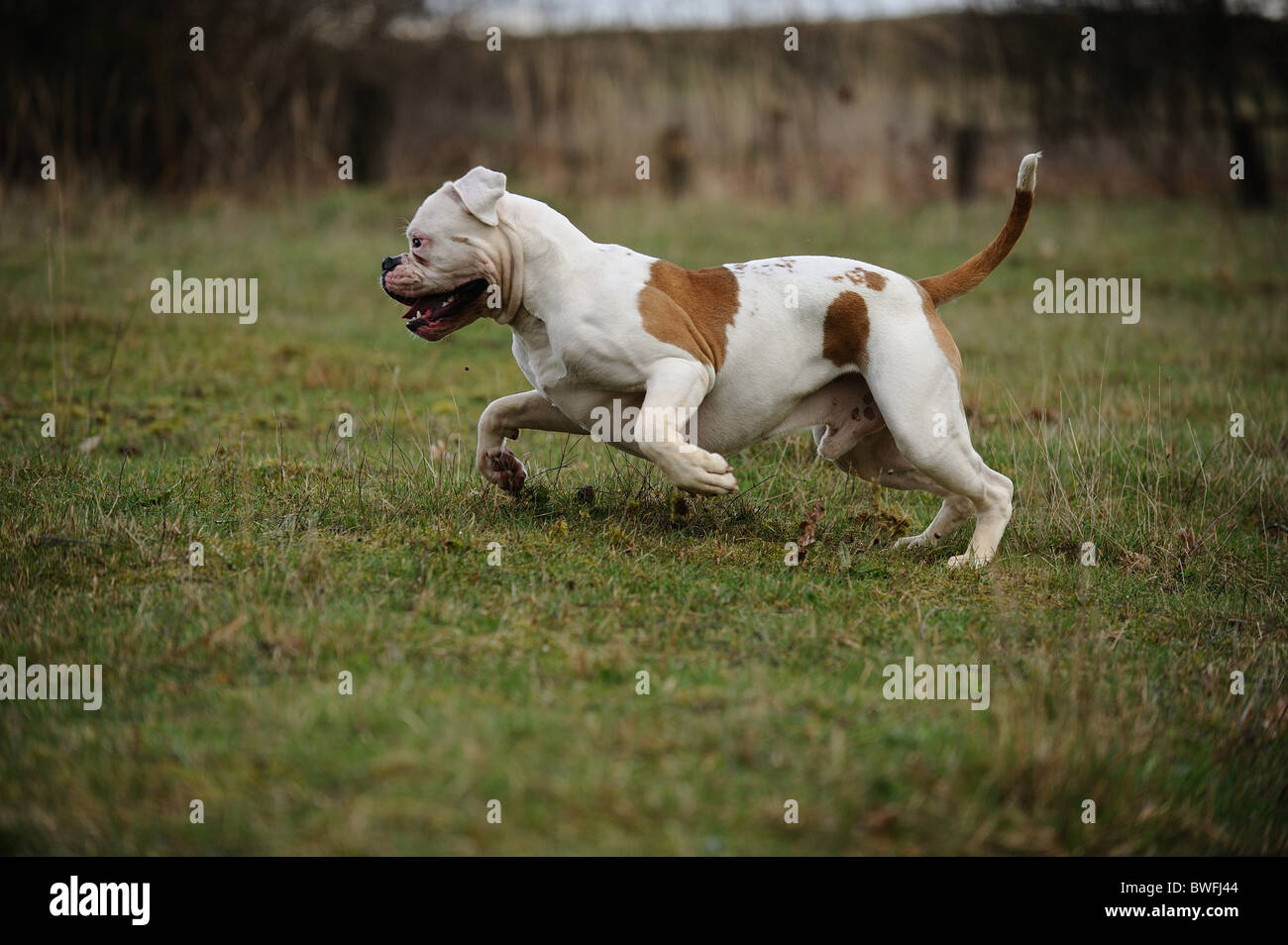running American Bulldog Stock Photo - Alamy