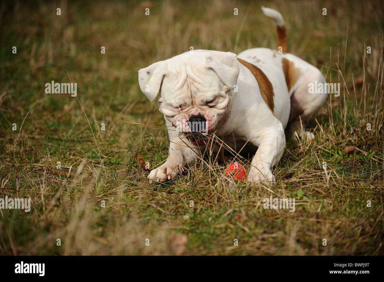 Bulldog chewing ball hi-res stock photography and images - Alamy