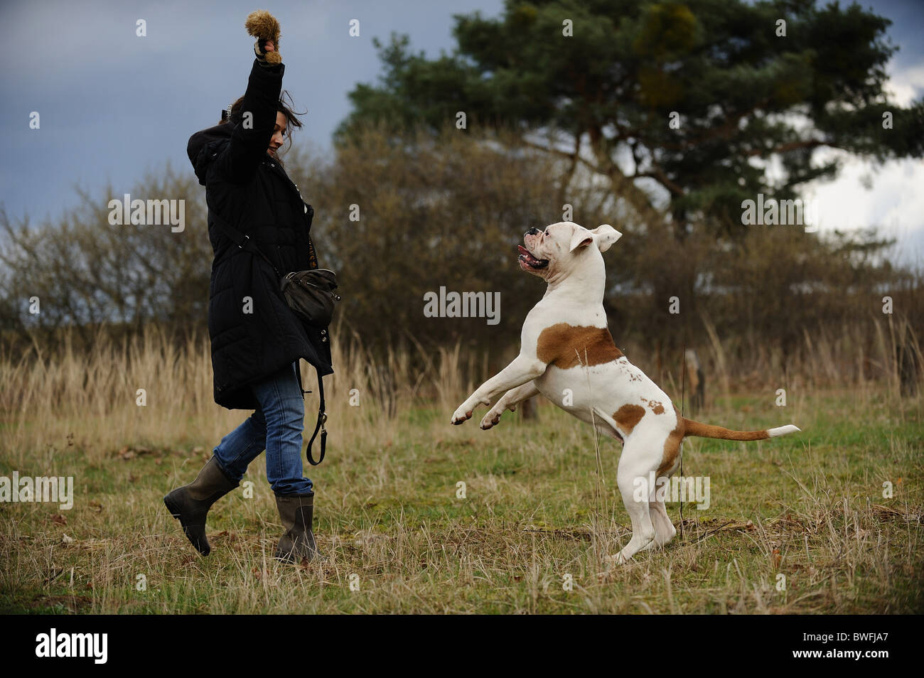 playing American Bulldog Stock Photo - Alamy
