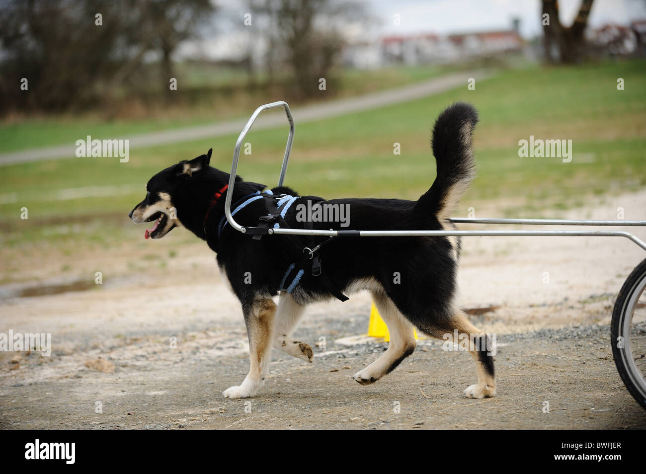 Drag the dog hi-res stock photography and images - Alamy