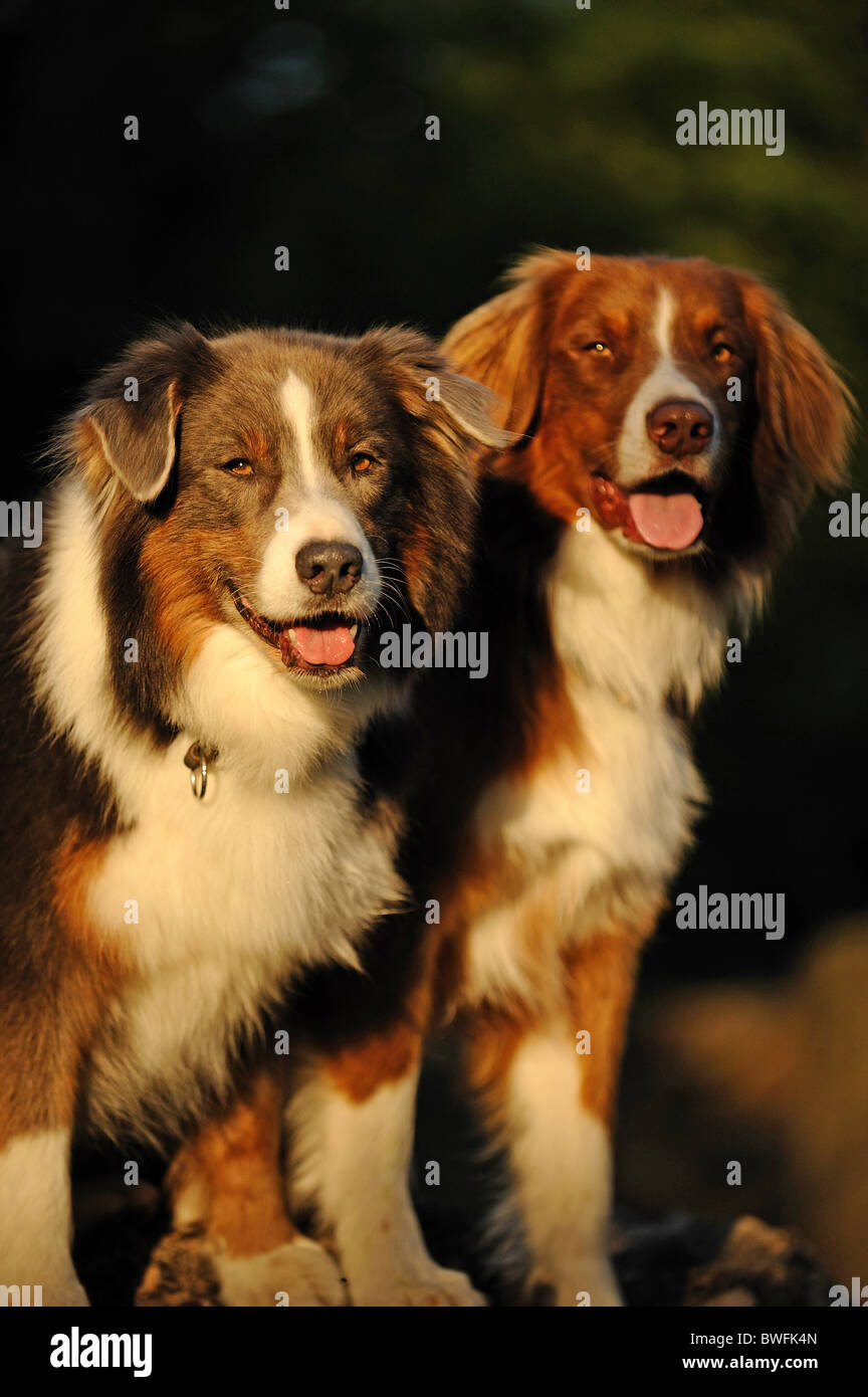 Vertical australian shepherd hi-res stock photography and images - Alamy