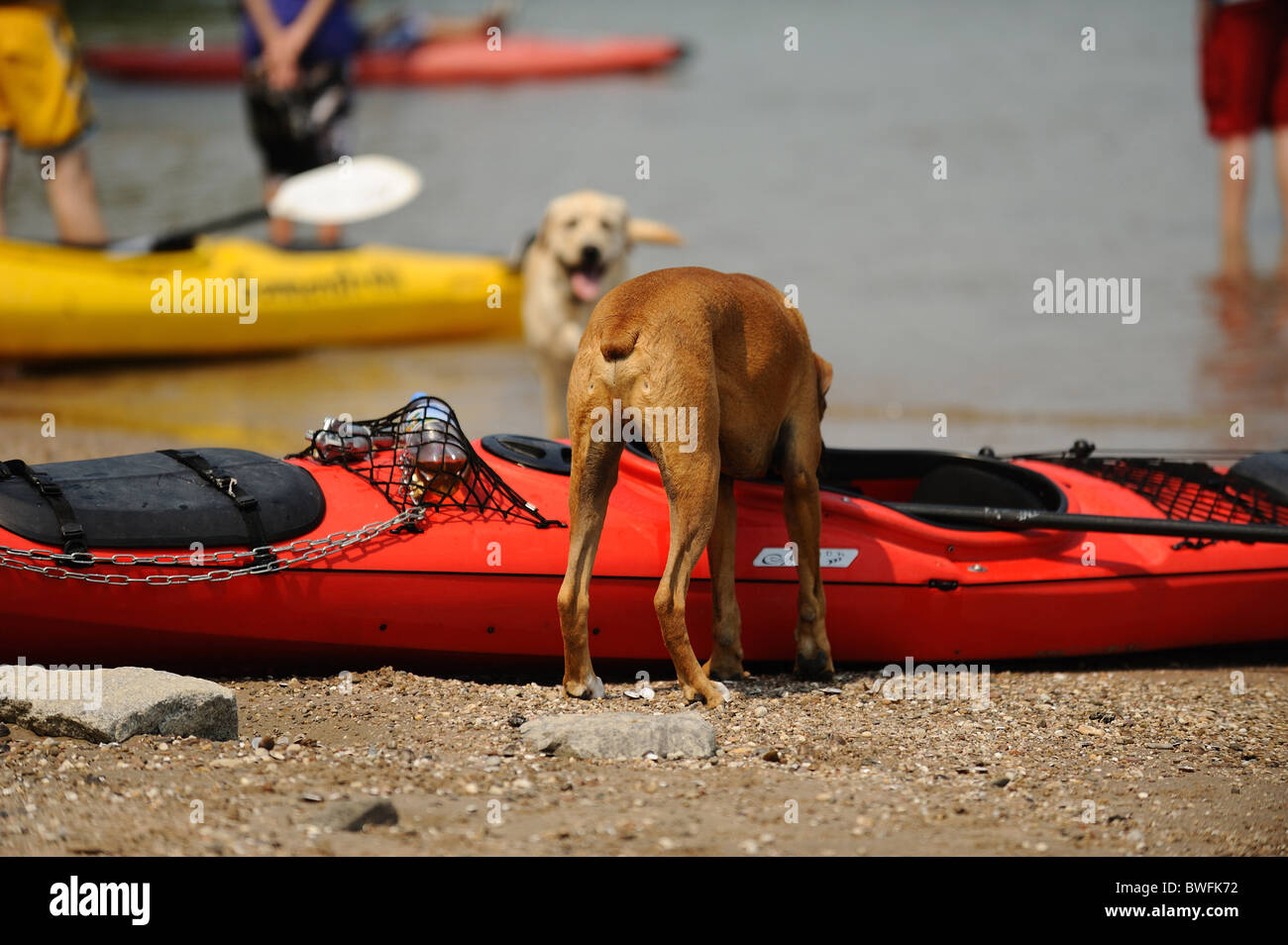 Sniffing boot hi-res stock photography and images - Alamy