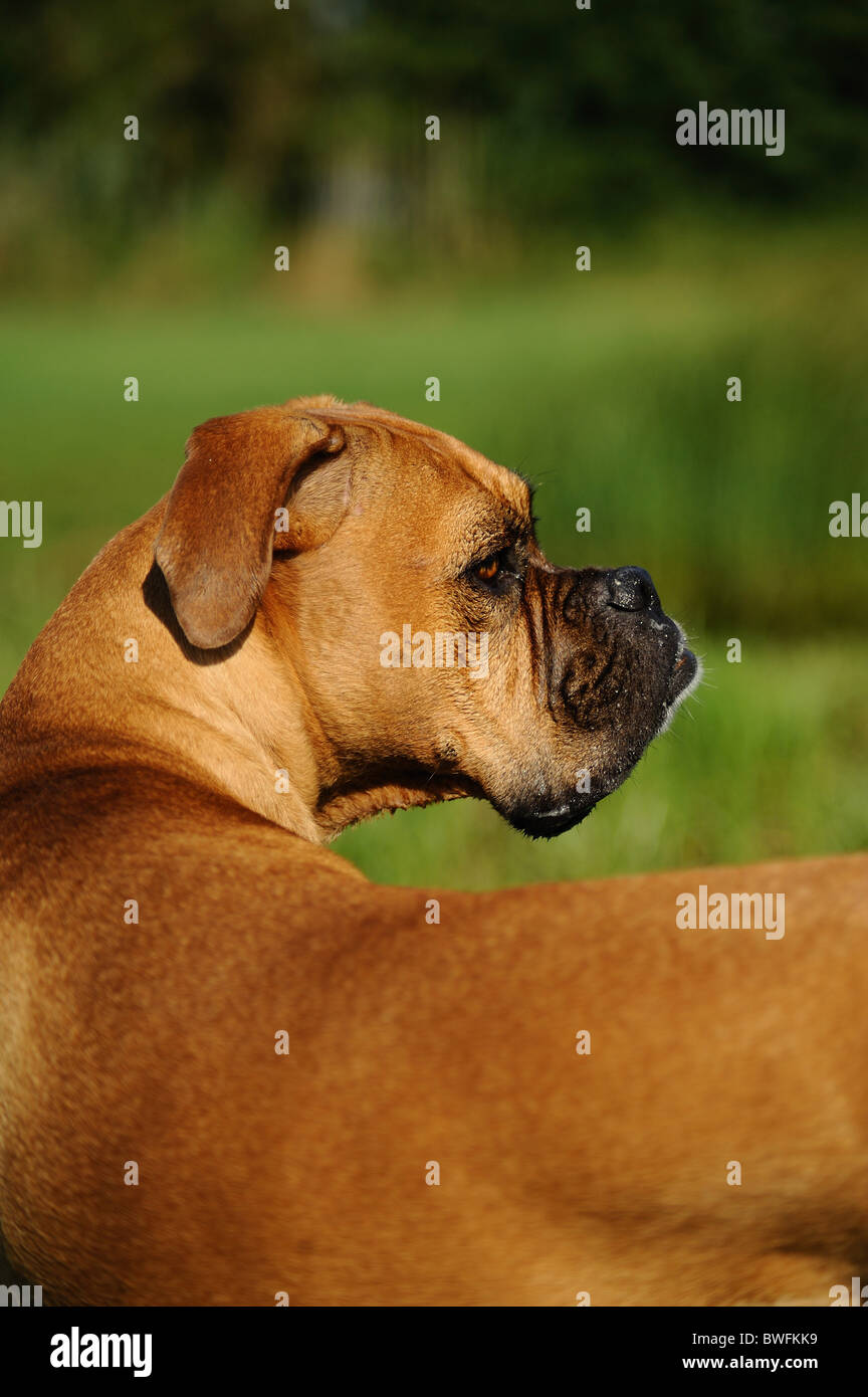 German Boxer Portrait Stock Photo - Alamy