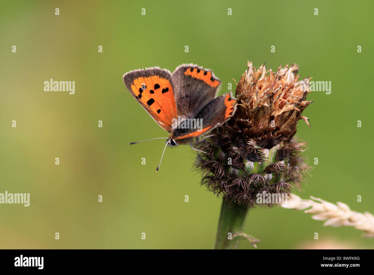 UK Butterfly Small Copper ( Lycaena phlaeas Stock Photo - Alamy