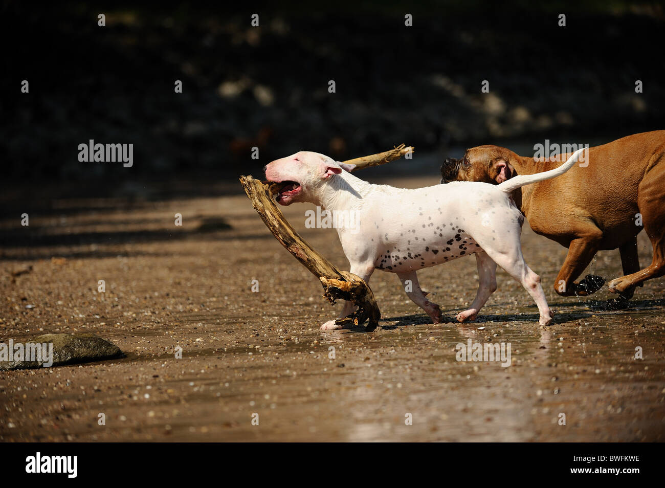 English boxers hi-res stock photography and images - Alamy