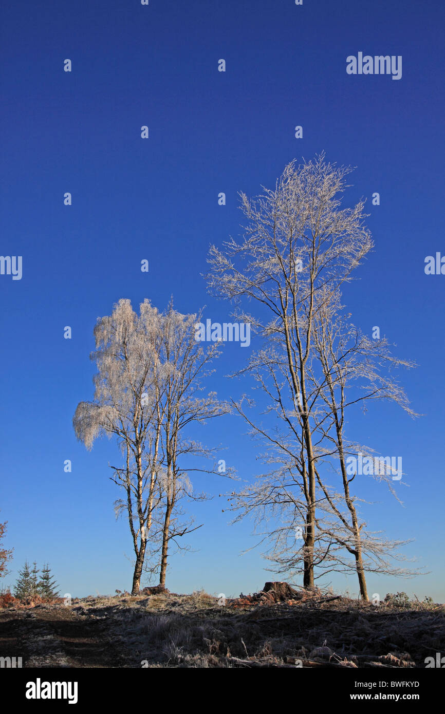 UK Britain Frosted Trees Stock Photo - Alamy