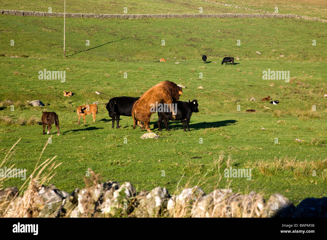 British Dexter Cattle mating in autumn on Northumbrian farm Stock Photo ...