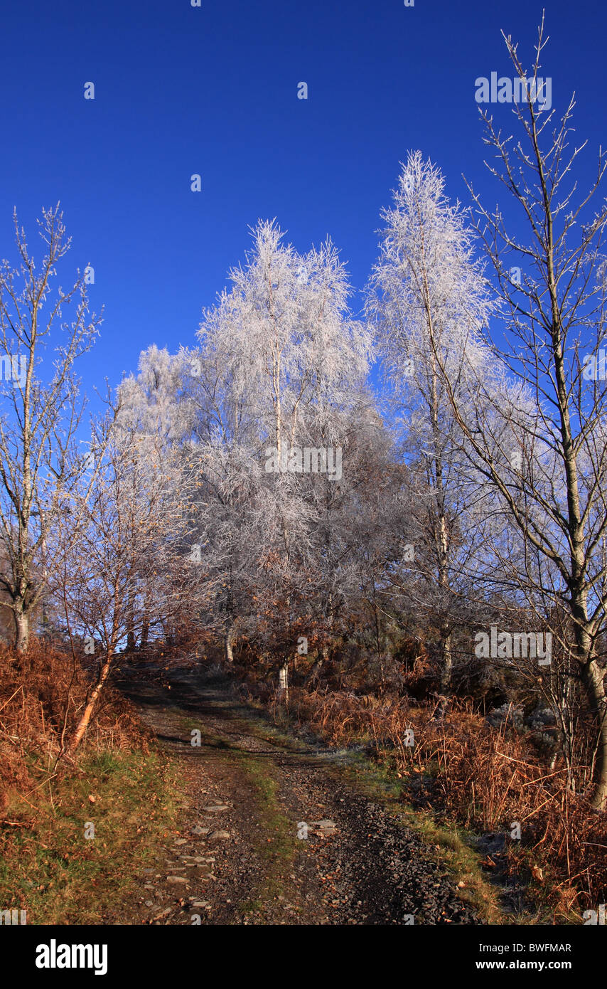 UK Britain Frosted Trees Stock Photo - Alamy