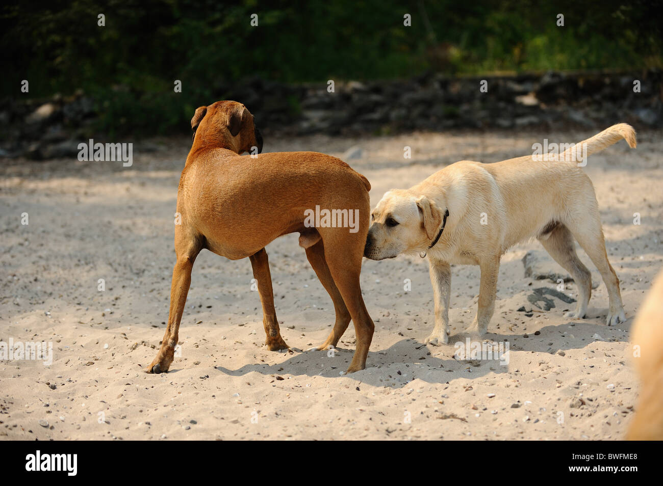 Labrador Retriever and German Boxer Stock Photo - Alamy