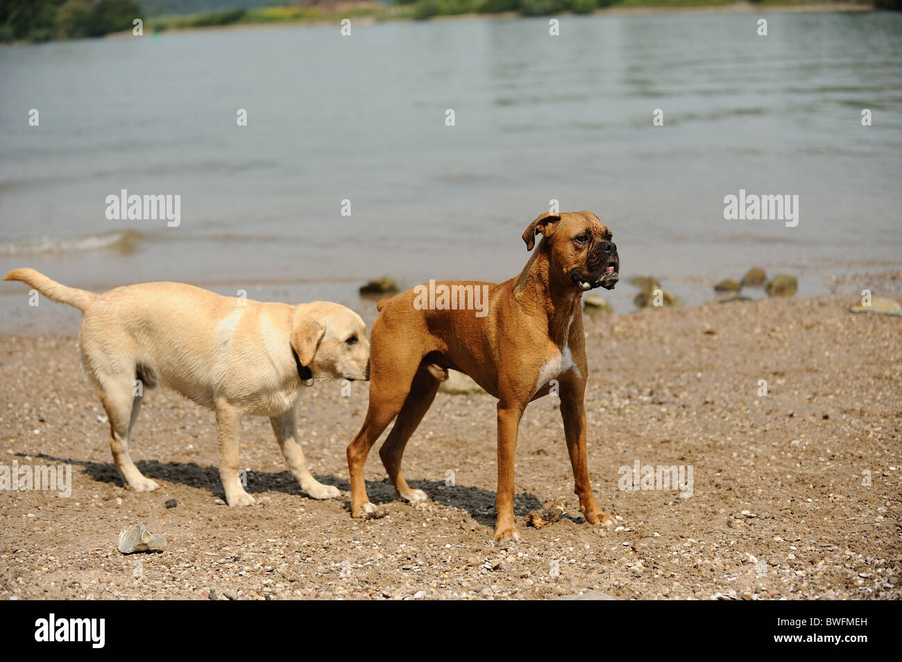 Labrador Retriever and German Boxer Stock Photo - Alamy