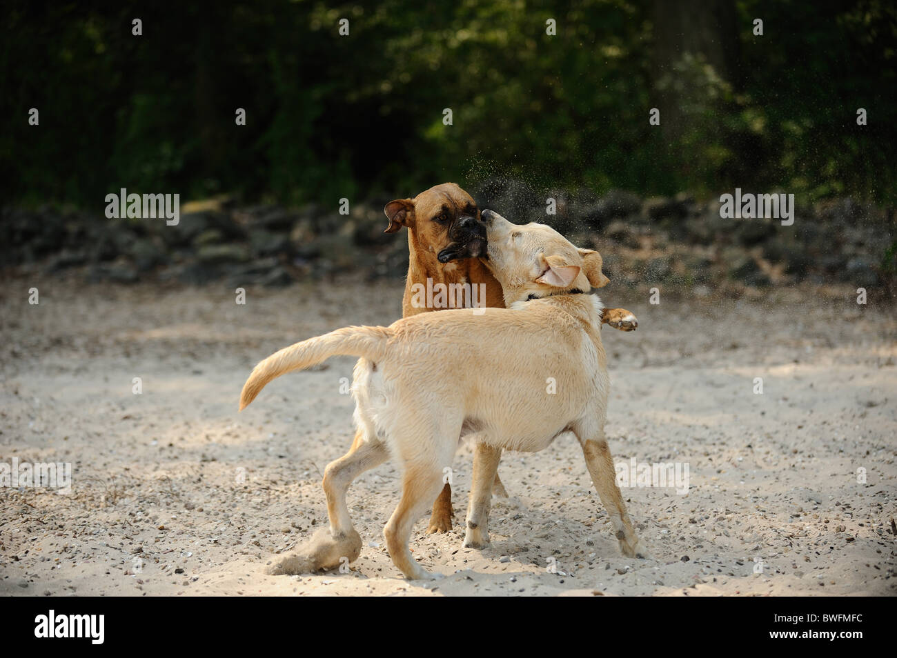 Labrador Retriever and German Boxer Stock Photo - Alamy