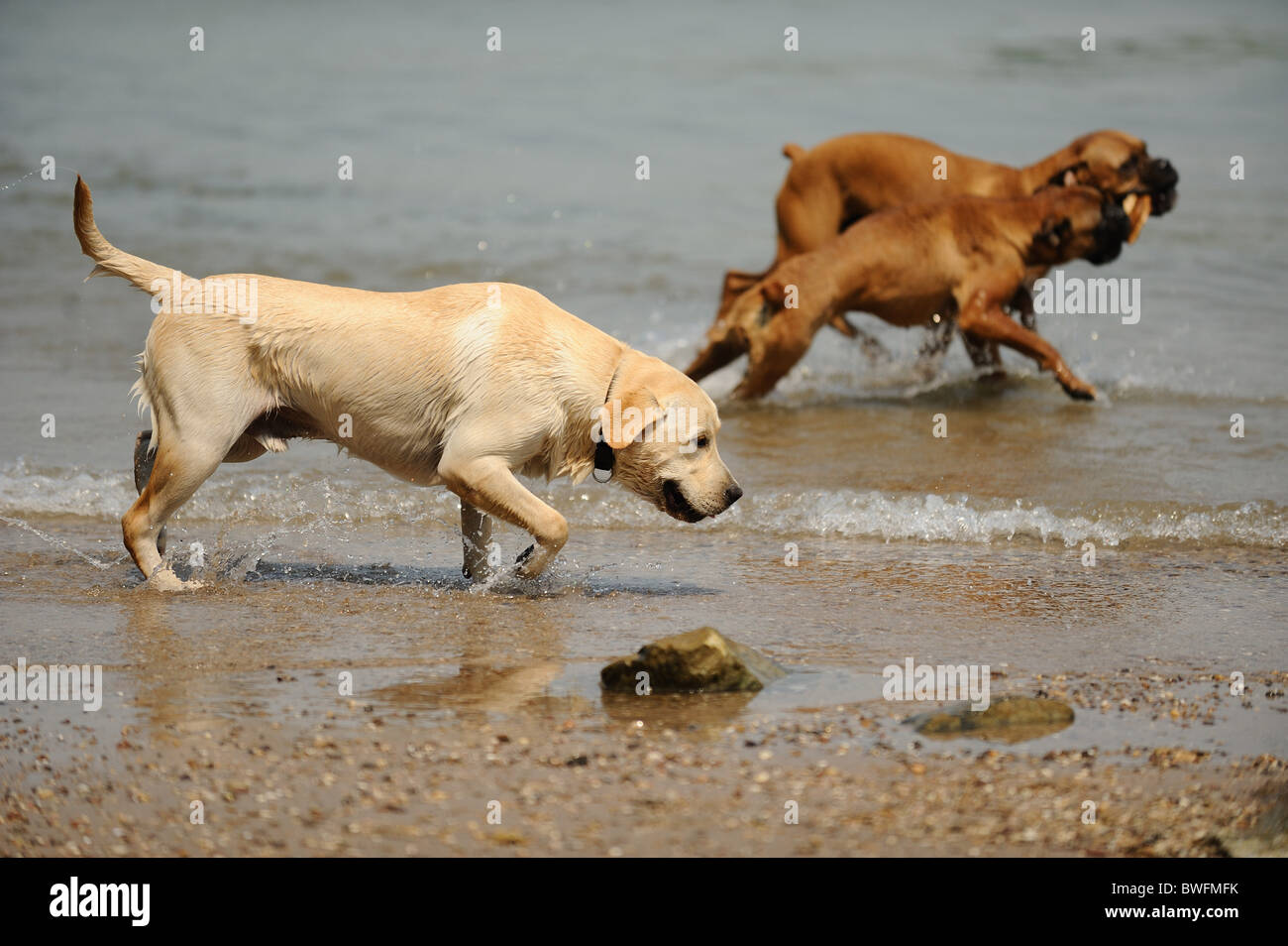 Labrador Retriever and German Boxer Stock Photo - Alamy