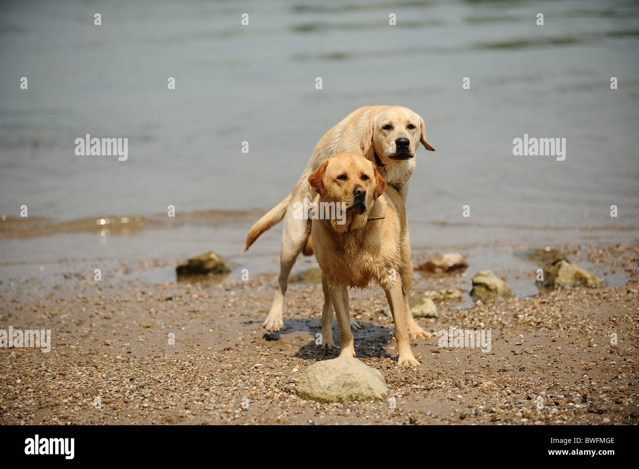 playing Labrador Retriever Stock Photo - Alamy