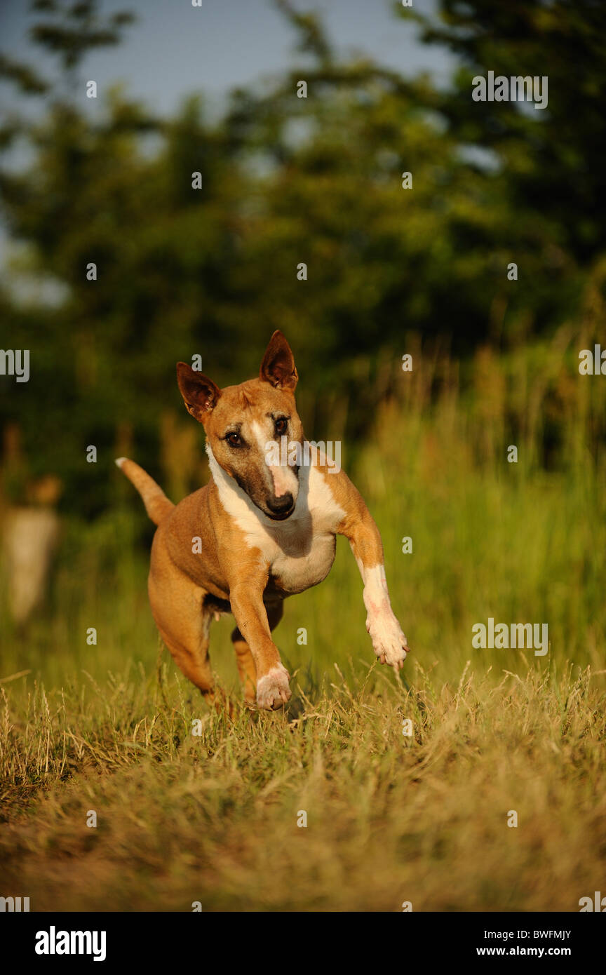 running Miniature Bull Terrier Stock Photo - Alamy