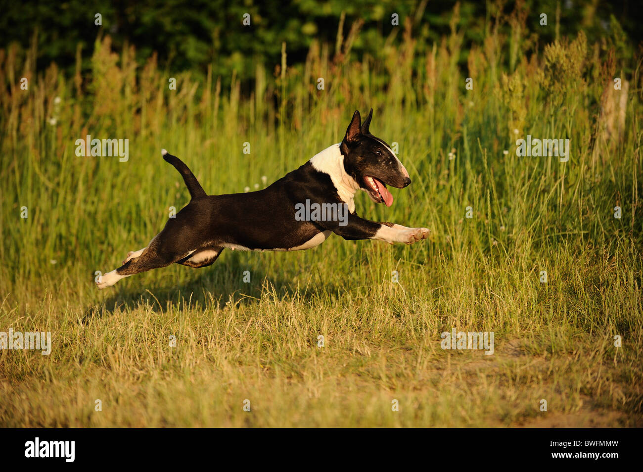 running Miniature Bull Terrier Stock Photo - Alamy