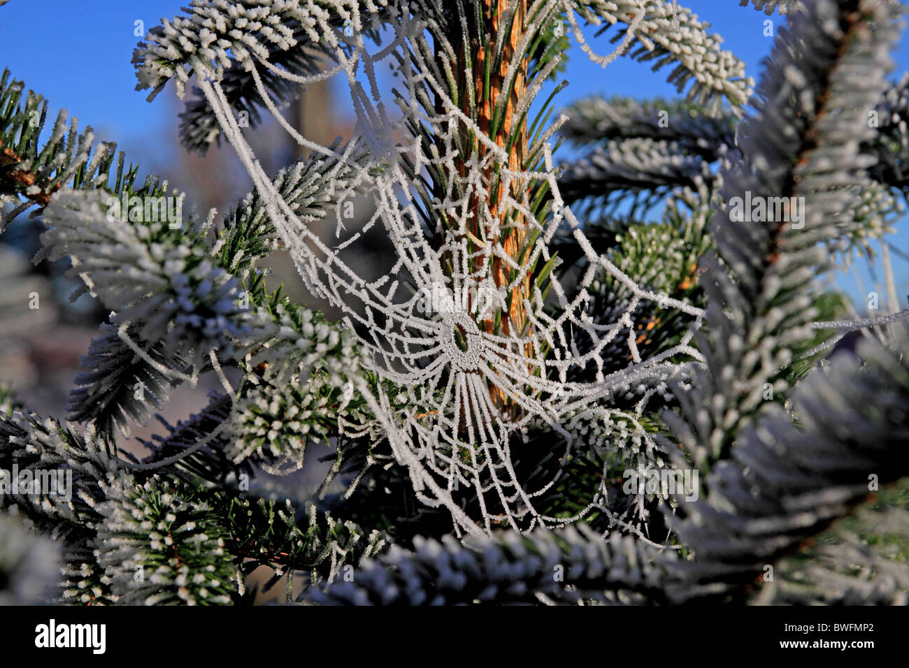 Kingdom Spiders High Resolution Stock Photography and Images - Alamy