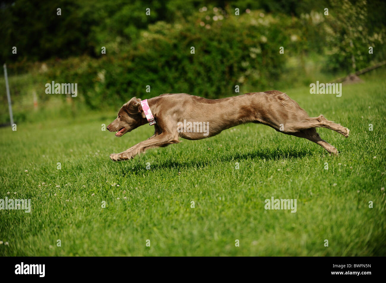 running longhaired Weimaraner Stock Photo - Alamy