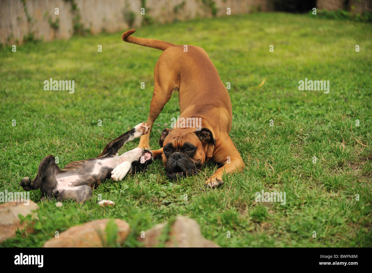 playing German Boxer Stock Photo - Alamy