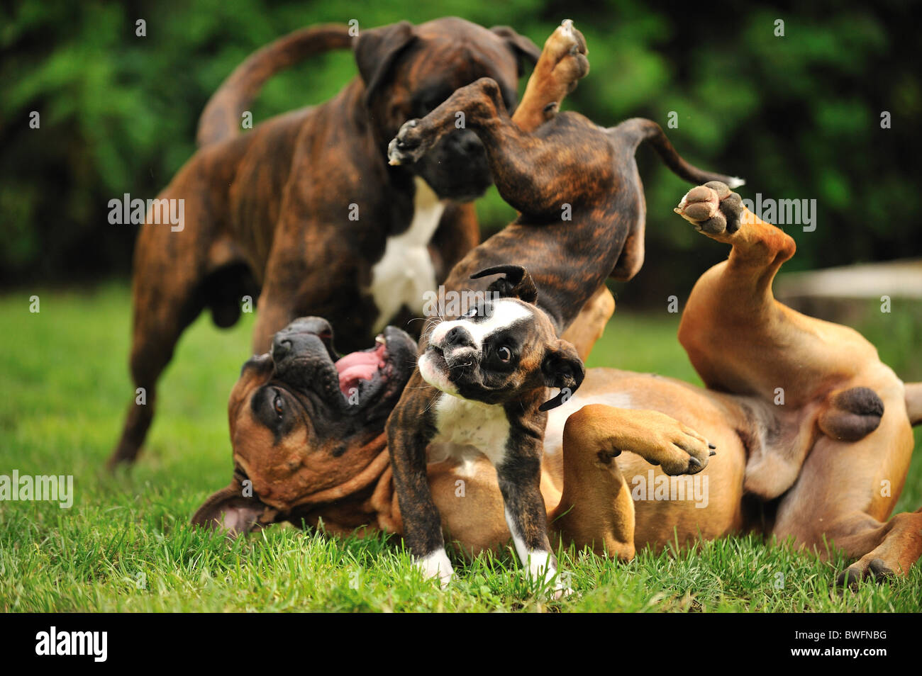 playing German Boxer Stock Photo - Alamy