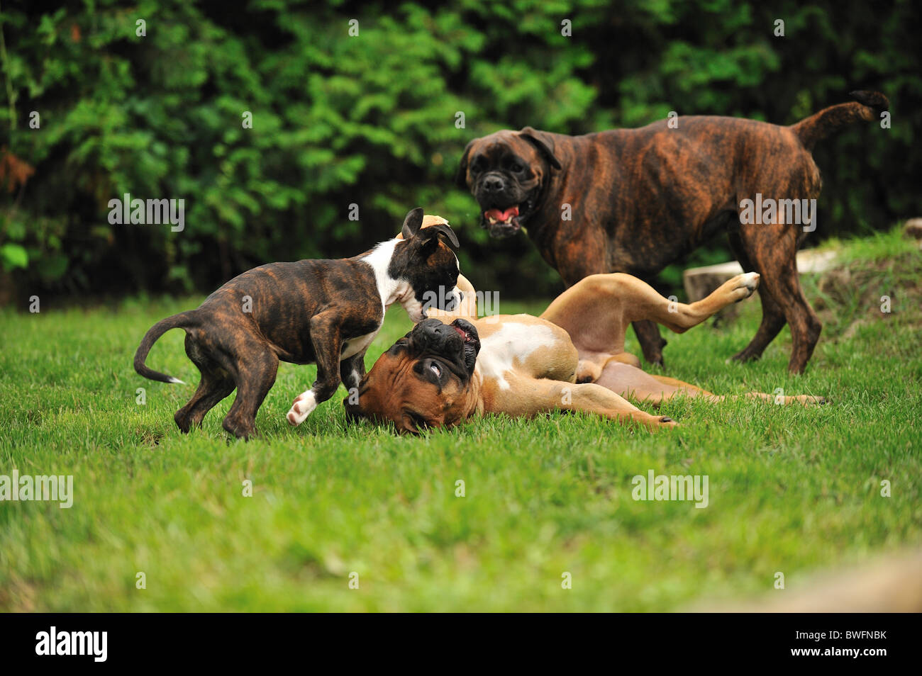 playing German Boxer Stock Photo - Alamy
