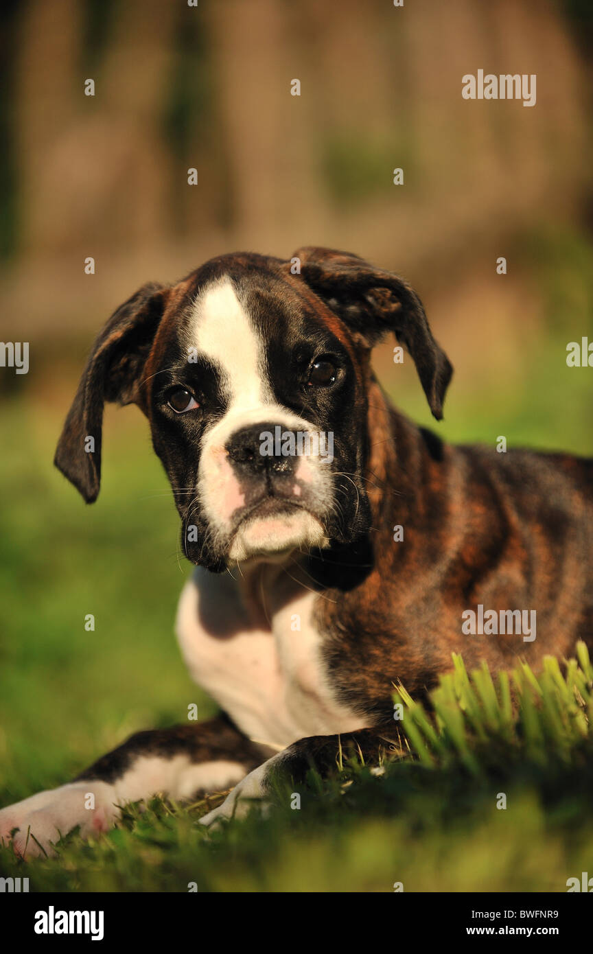 young german boxer Stock Photo - Alamy