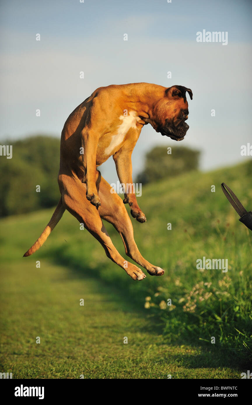 jumping German Boxer Stock Photo - Alamy