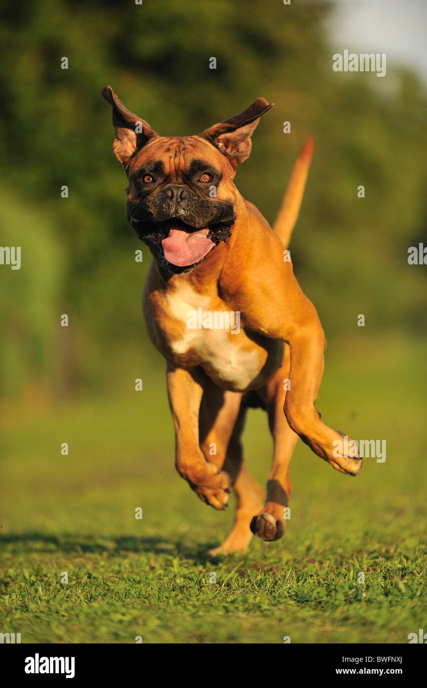 running German Boxer Stock Photo - Alamy