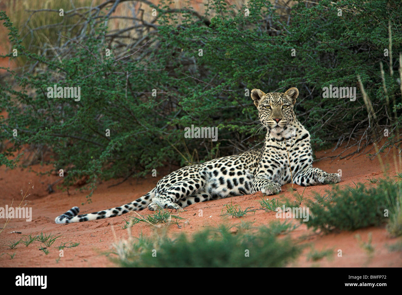 Kalahari Leopard lying on dune in red sand, Kgalagadi Transfrontier ...