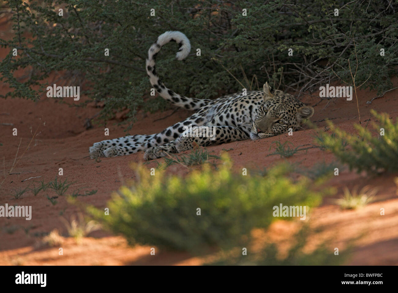 Kalahari Leopard lying on dune in red sand, Kgalagadi Transfrontier ...