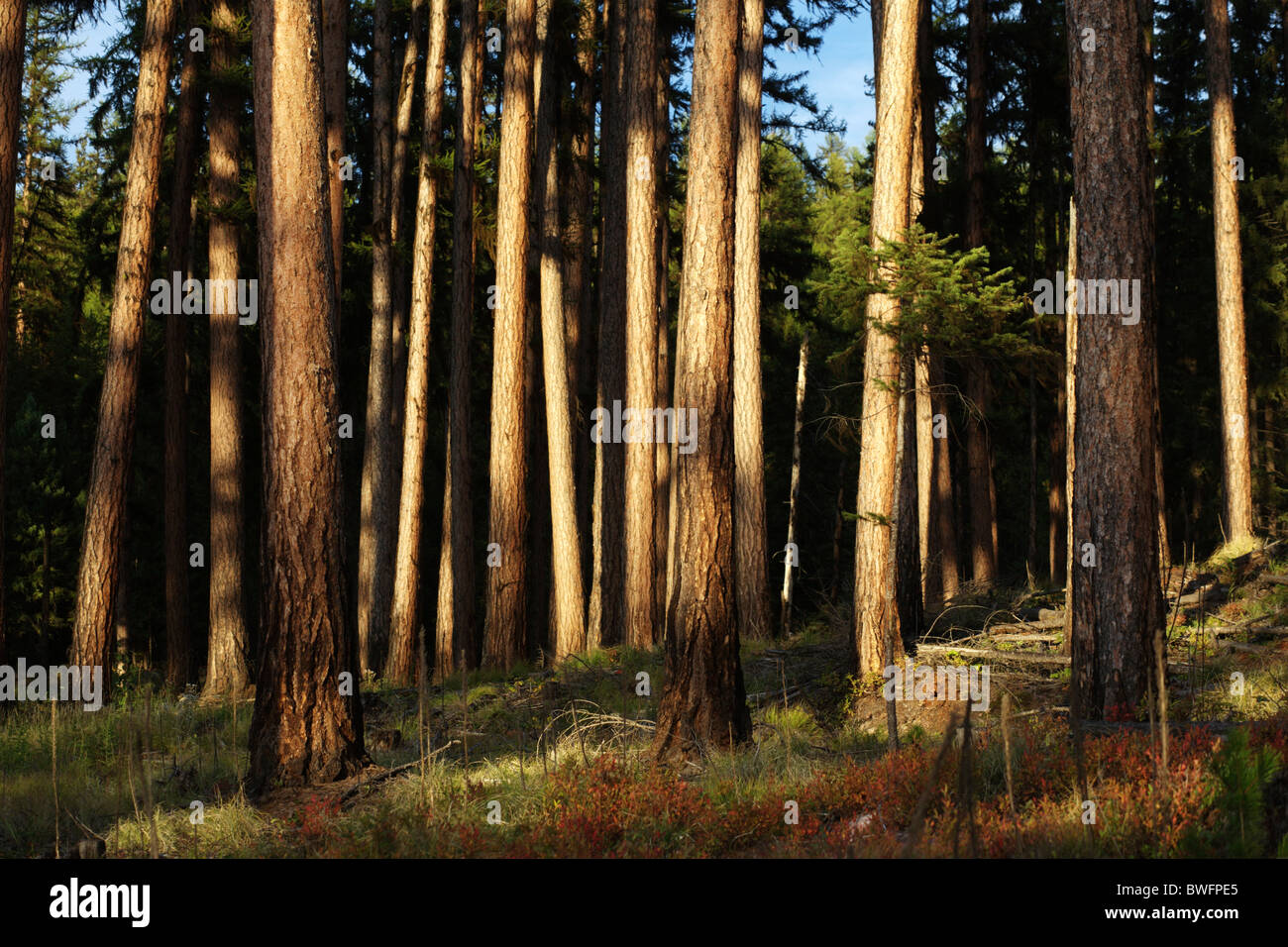 Forestry america hi-res stock photography and images - Alamy
