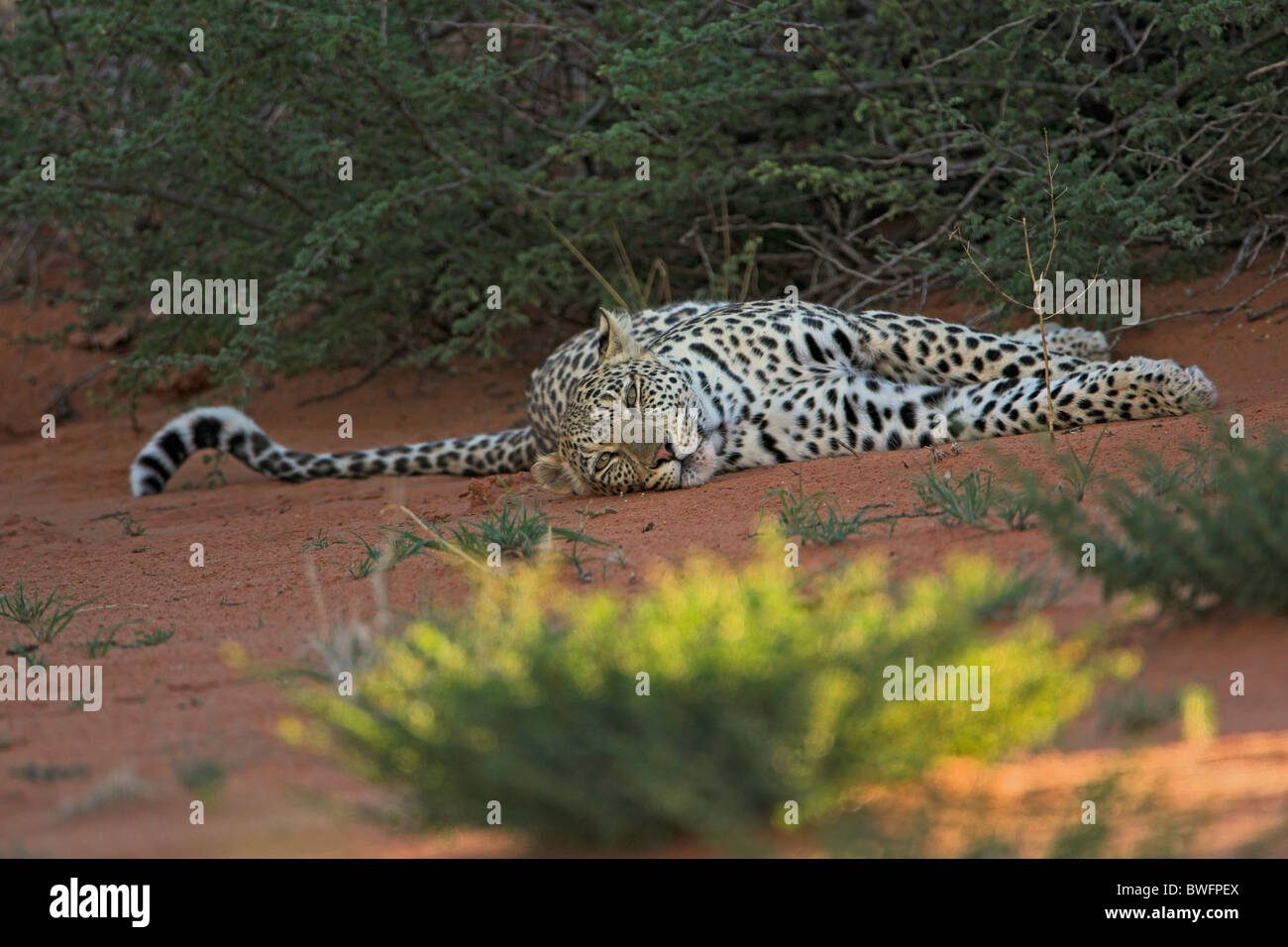 Kalahari Leopard lying on dune in red sand, Kgalagadi Transfrontier ...