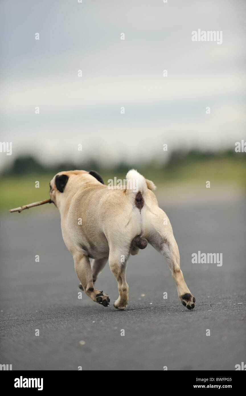Backside of a beige pug hi-res stock photography and images - Alamy