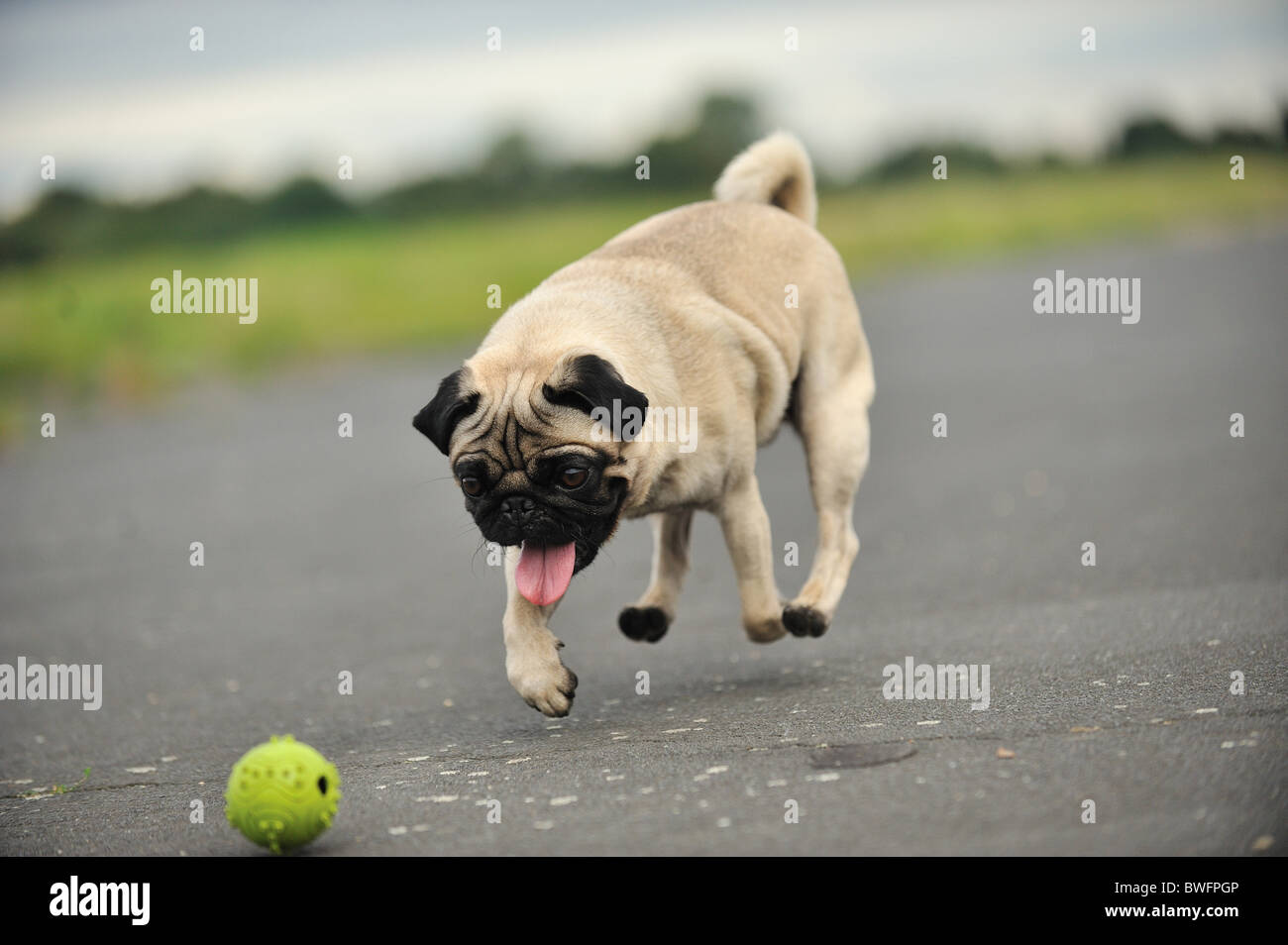 Pug playing ball hi-res stock photography and images - Alamy