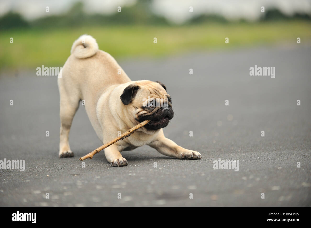 Fetch pug hi-res stock photography and images - Alamy
